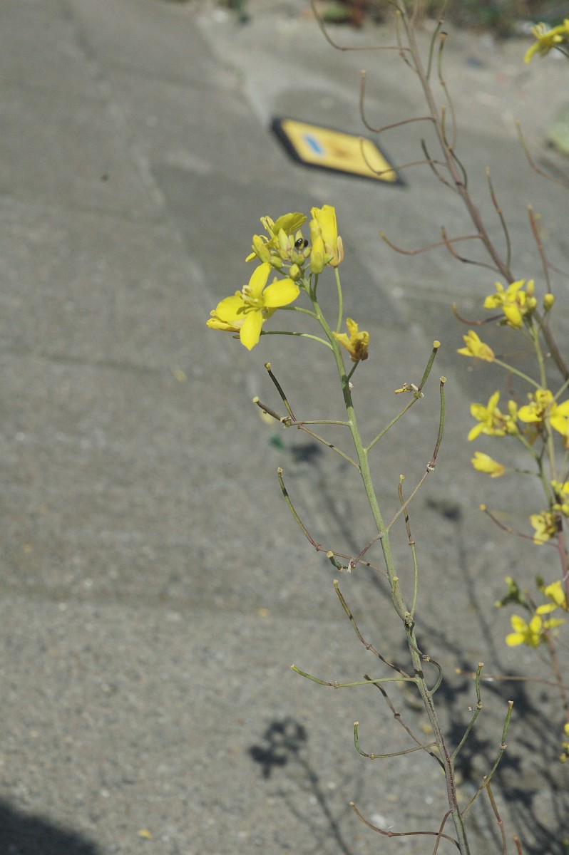 Diplotaxis muralis, Annual Wall-rocket